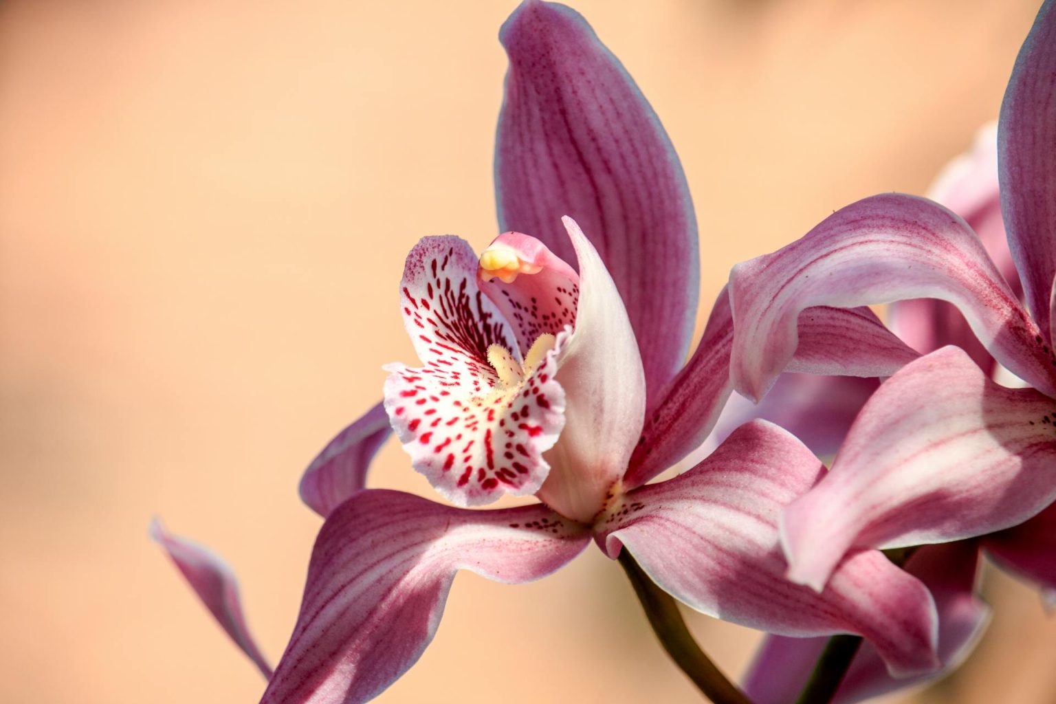 14 Prettiest Flowers in the World You’ll Love – Decluttering Mom