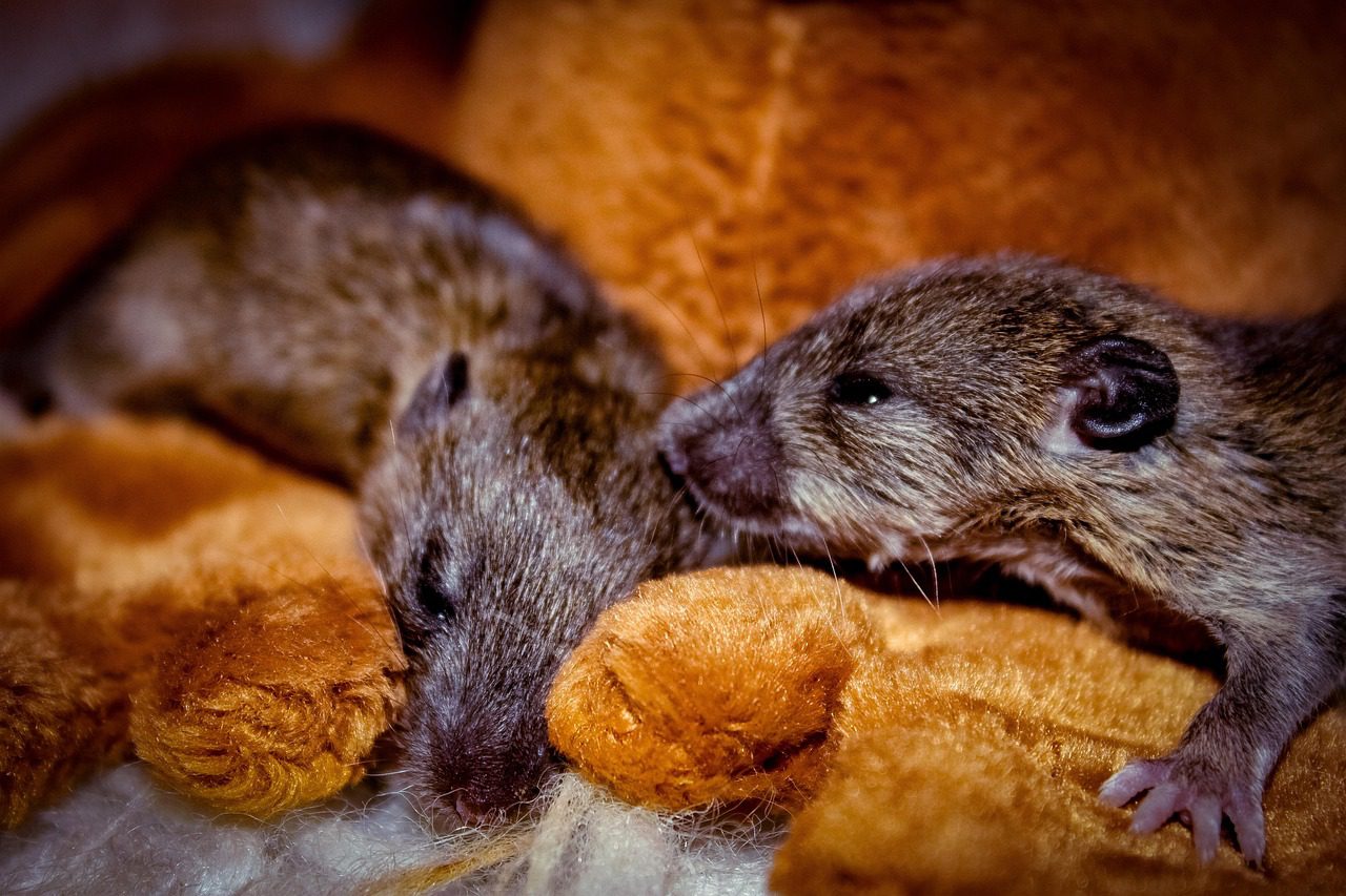 Resident Says Mice Race Through the Attic Nightly Despite Sealing Entry ...
